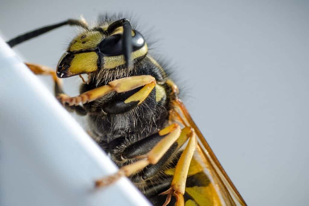 Can wasps hear? (Function, Limitation, Ultrasound) – pestABC