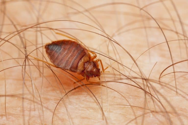 Bed Bug Colors (with Pictures and some Surprises) – pestABC