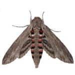 Can Moths Make Sounds? Debunking Common Myths – pestABC