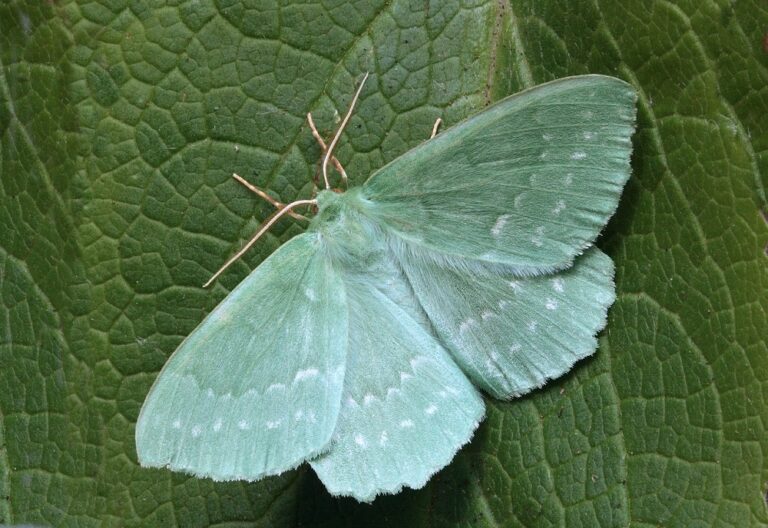 Can Moths Change Colors? Exploring Adaptations – pestABC
