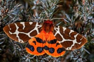 Can Moths Make Sounds? Debunking Common Myths – pestABC