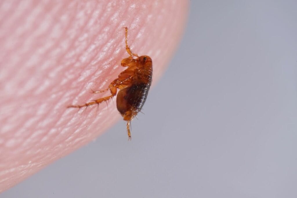 How To Detect Flea Infestations In Your Home: Signs and Prevention Tips ...