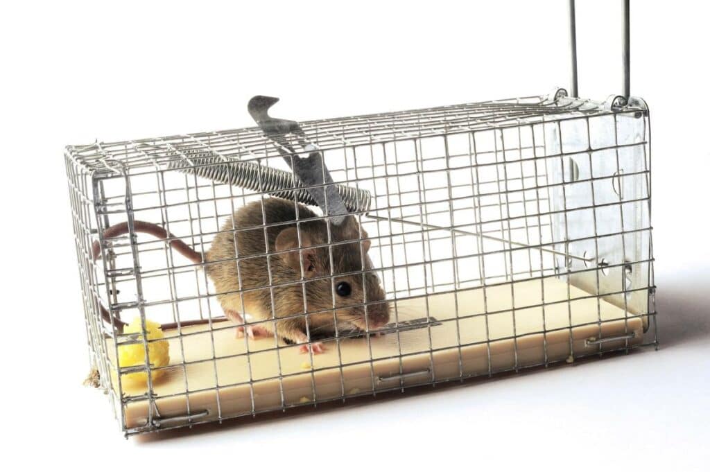 Can Raid Effectively Kill Mice? A Guide to Mouse Extermination – pestABC