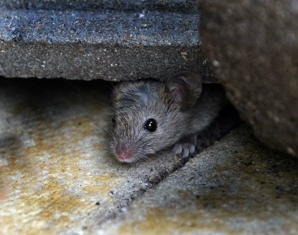 What Does Mice Urine Smell Like: A Comprehensive Guide to Identifying ...